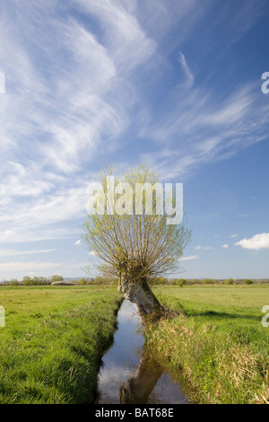 Long Load, Somerset Levels, Somerset, UK. 28th January 2014. Houses ...