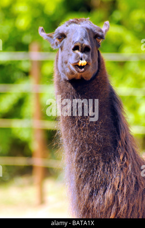 A goofy llama Stock Photo - Alamy