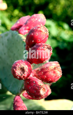 ficodindia sicily italy Stock Photo - Alamy