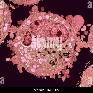 Cell with Organelles, TEM Stock Photo - Alamy