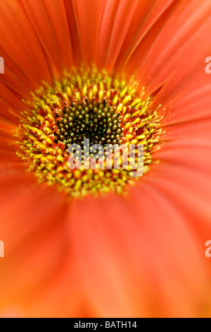 Gerbera (Gerbera sp.) flower Stock Photo - Alamy
