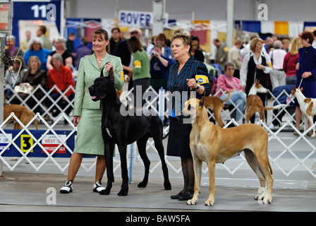Great Danes being Shown in the Show Ring at the Louisville Dog Show in ...