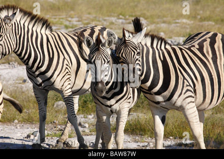 Zebras looking at the camera, Etosha National Park, Namibia, Africa ...