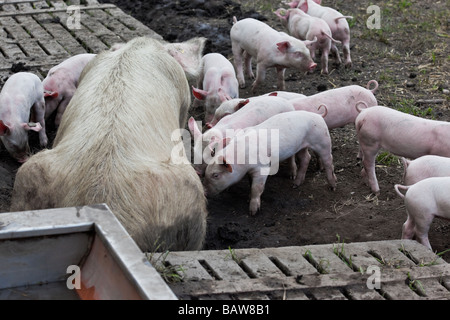 Pig sow laying down feeding her young piglets. Large and fat letting ...