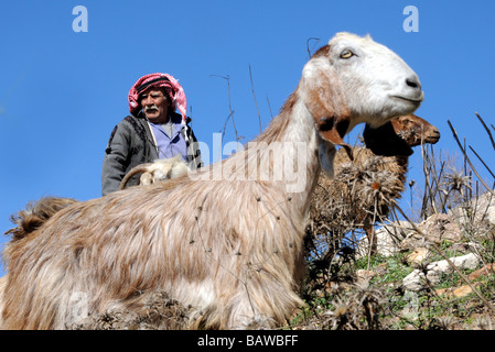 An Arab shepherd herds his flock between the Jewish area of Armon ...