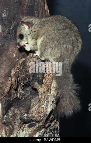 european edible dormouse glis glis on wooden roof support beam below ...