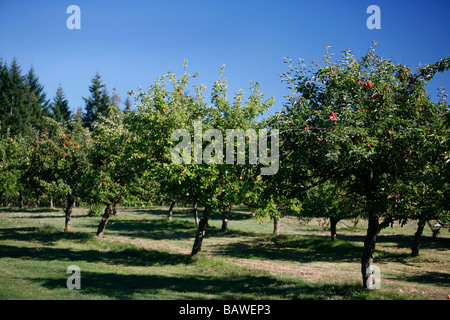 Apple trees on Vancouver Island, BC, Canada Stock Photo - Alamy