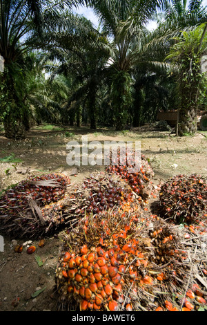 Palm Oil plantation in Pahang province, Malaysia Stock Photo - Alamy
