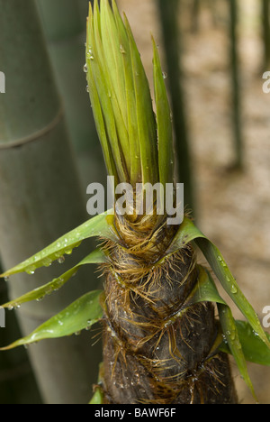 Bamboo shoot. Young shoot of the bamboo Phyllostachys pubescens growing ...