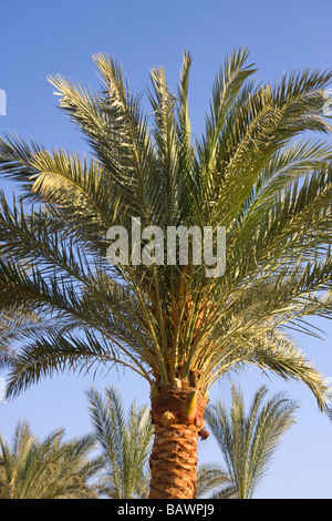dates on a palm tree, detail view Stock Photo - Alamy