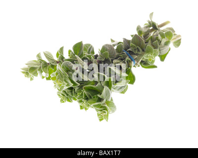 closeup of fresh oregano sprig Stock Photo - Alamy