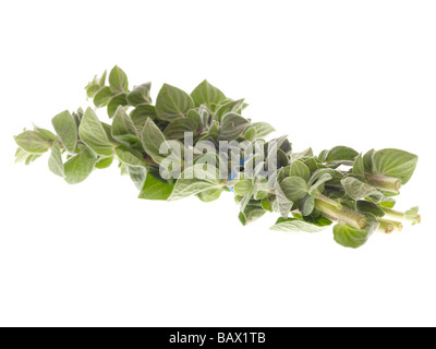 closeup of fresh oregano sprig Stock Photo - Alamy