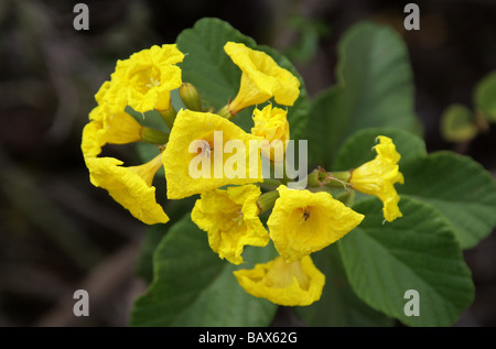 yellow geiger (Cordia lutea Stock Photo - Alamy