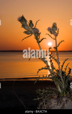 Sunset through beach thistle - Jekyll Island, Georgia Stock Photo - Alamy
