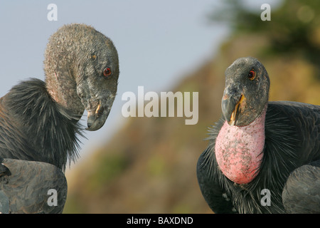 CALIFORNIA CONDOR (GYMNOGYPS CALIFORNIANUS) JUVENILE CONDORS IN THE ...