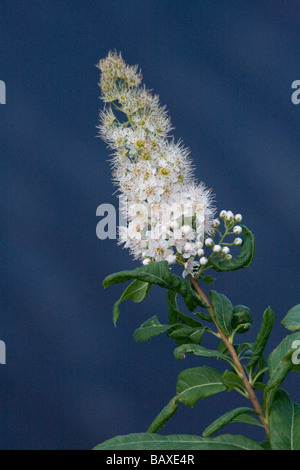 white meadowsweet (Spiraea alba), Plantae, Franklin, Massachusetts ...