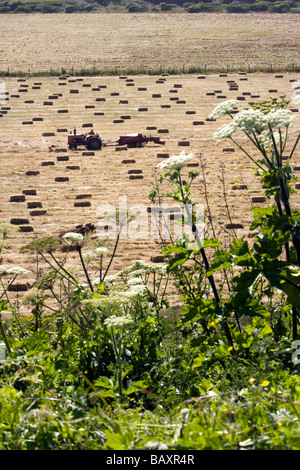 Tractor and hay field - Point Arena - California Stock Photo - Alamy