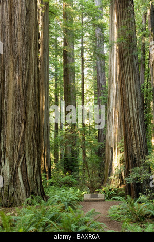 Avenue of the Giants / Rockefeller Forest - Humboldt Redwoods State ...