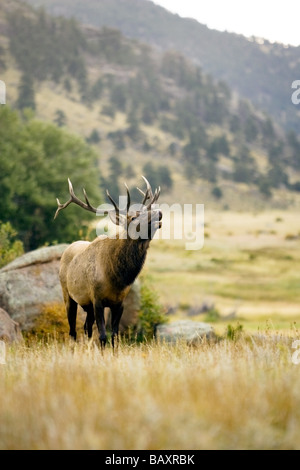 Bull elk, Colorado, Rocky Mountain National Park, Taken 06.15 Stock ...