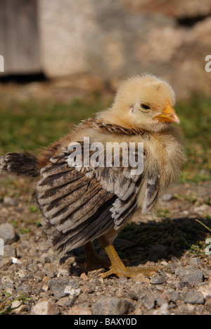 A sick young Bantam chick with its wings drooping Stock Photo - Alamy