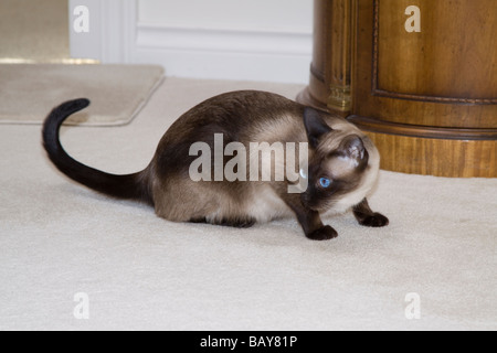 seal point siamese cat playful raising paw showing claws on blue ...