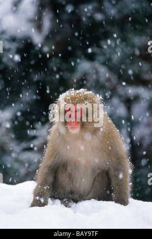 Japanese macaque or snow japanese monkey (Macaca fuscata) family, Japan ...