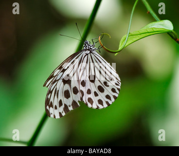 Idea Lynceus (Tree Nymph) butterfly Stock Photo - Alamy