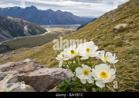 The Mount Cook lily (Ranunculus lyallii) is one of New Zealand’s most ...