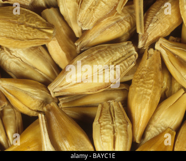 Barley grain seeds (Hordeum vulgare) spilling from wooden scoop near to ...