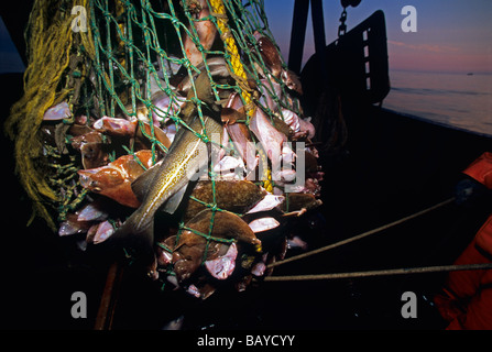 Dragger net full of Codfish and Winter Blackback Flounder Gloucester ...