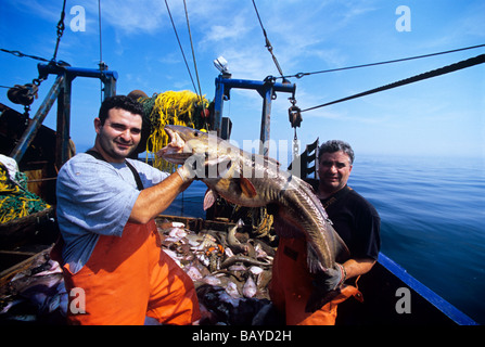 Draggers hold giant 45 pound Codfish Gadus morhua aboard dragger ...