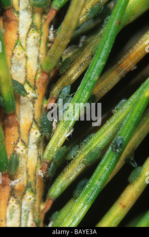 Green spruce aphid Elatobium abietinum infestation and damage on Norway ...