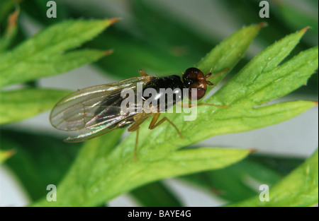 Adult Carrot root fly, Chamaepsila rosae called also Psila rosa. Side ...