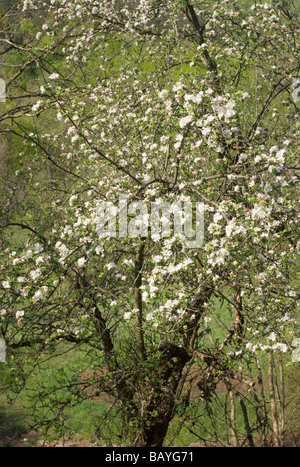 Apple trees in Balkan Mountains, Bulgaria Stock Photo - Alamy