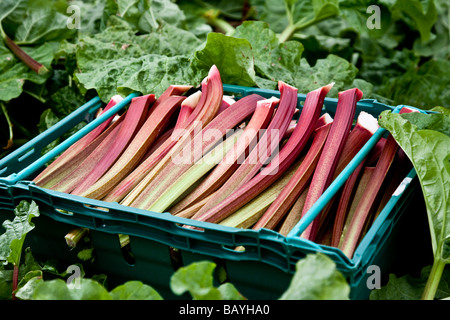 Rhubarb boxed up ready to go the packing shed This is a large Stock ...