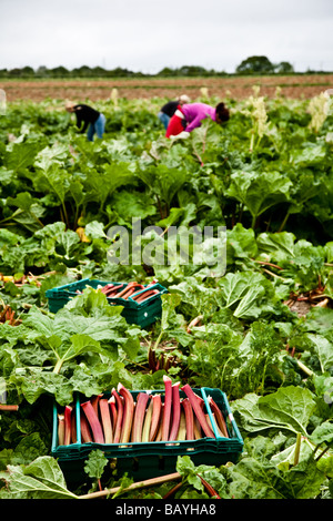 Rhubarb boxed up ready to go the packing shed This is a large ...