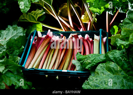 Rhubarb boxed up ready to go the packing shed This is a large ...