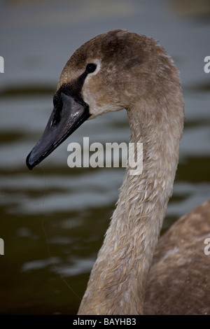 Juvenile Mute Swans (Cygnus olor). Showing both colour morphs. Normal ...