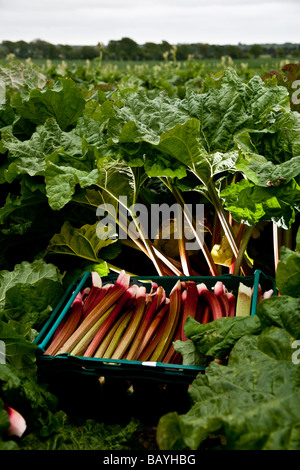 Rhubarb boxed up ready to go the packing shed This is a large ...