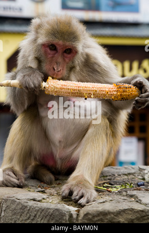 Rhesus monkeys (Macaca mulatta) eat food left behind from Hindu ...