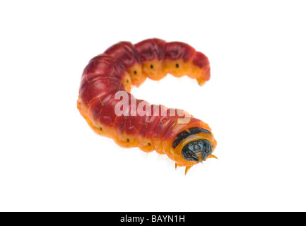 fat Cossus larvae goat moth worm willow tree varmint maggot closeup ...