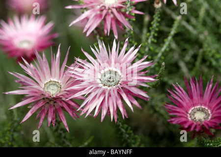 Cape Everlasting flower (Phaenocoma prolifera Stock Photo - Alamy