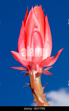 Deep Blue Sky with a single Red Poppy Flower, Tight Stock Photo - Alamy