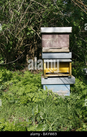 Old two bee hives in forest Stock Photo - Alamy