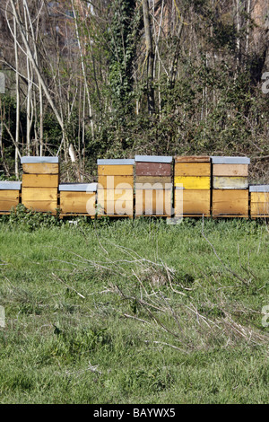 Lots Of Bee Boxes At A Field In Northern Europe Stock Photo - Alamy