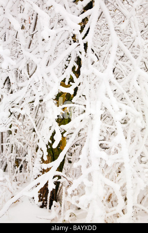 Close up of a snow covered branches of a King Crimson Maple tree in ...