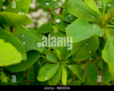 Picture of a Morning dew on a leaves Stock Photo - Alamy