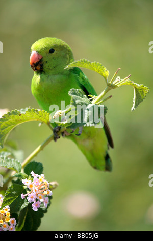 The Abyssinian Lovebird (Agapornis taranta) also known as Black-winged ...