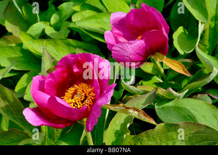 Peony flowers - beautiful deep pink colour blooming flower head Stock ...