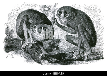 the slender loris in waking and sleeping posture Lorisidae Loridae ...